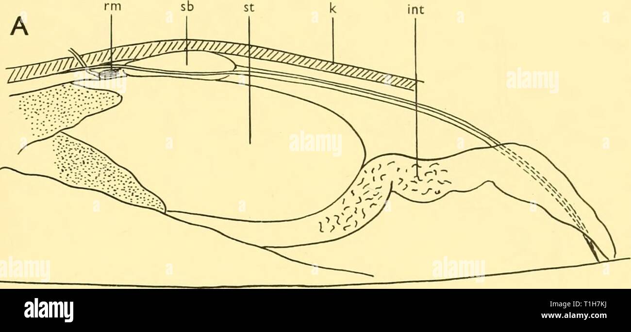 Retia mirabilia hi-res stock photography and images - Alamy
