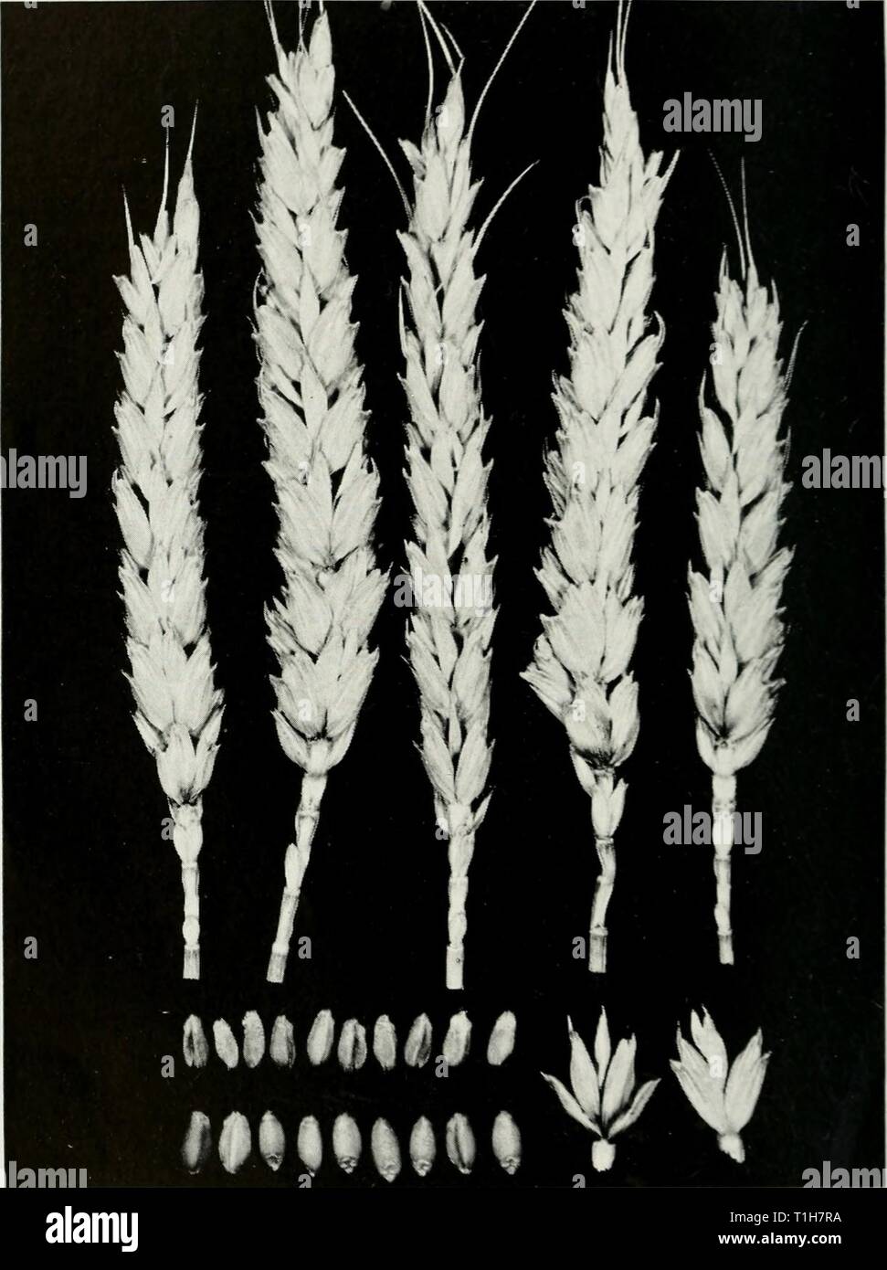 Diseases of small grain crops Stock Photo - Alamy