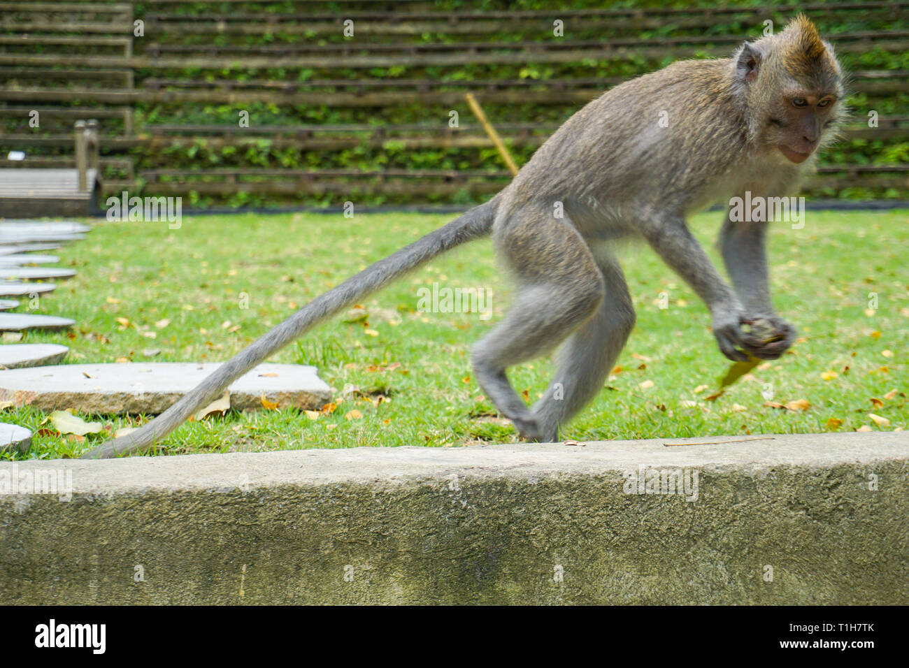 Monkey Stand on Big Stone Prepare to Jump, Bali Stock Photo - Alamy