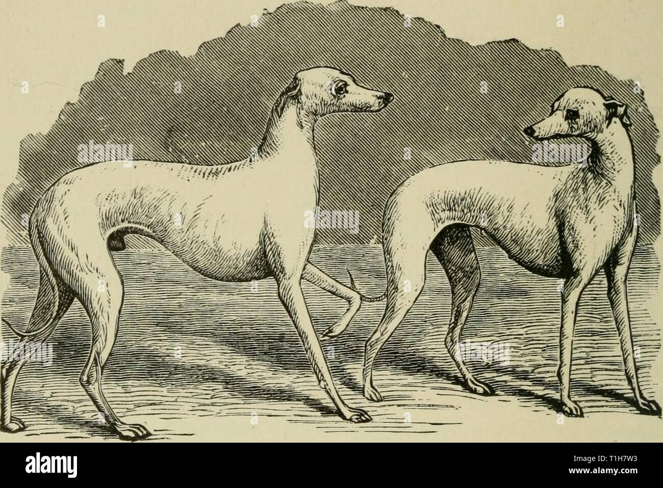 What Country Are Dogs Native To
