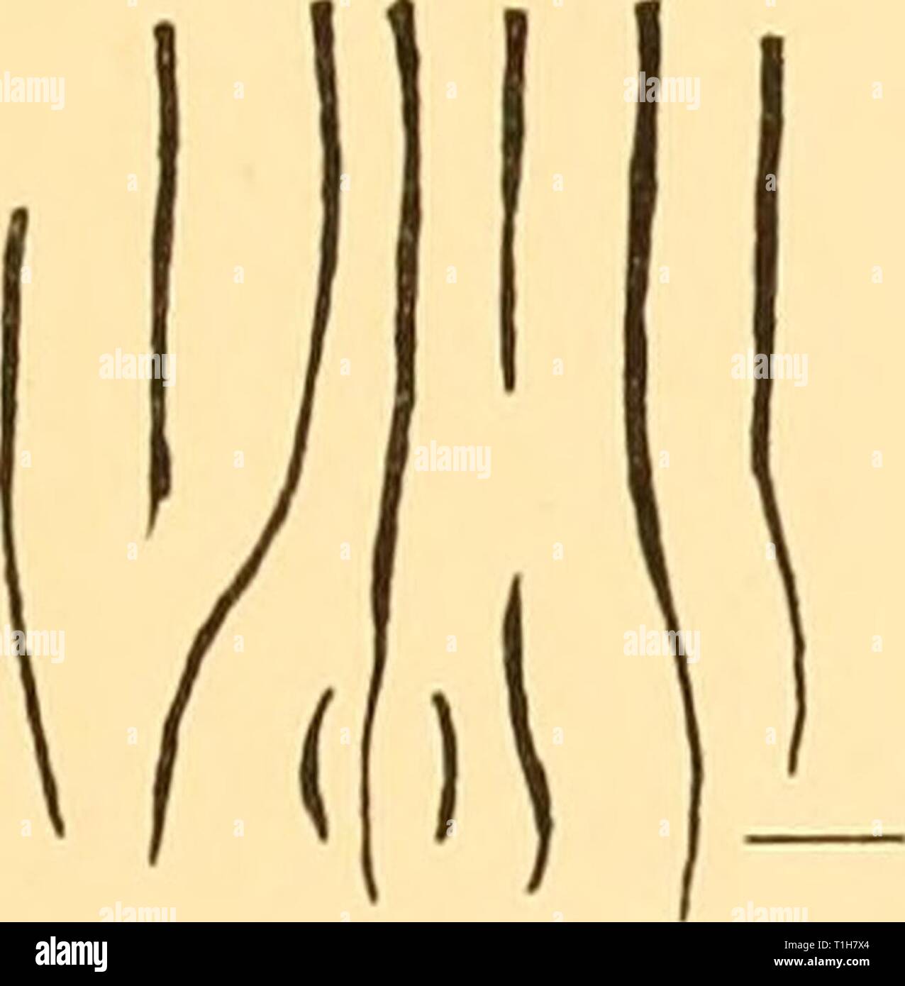 Lateral grooves hi-res stock photography and images - Alamy