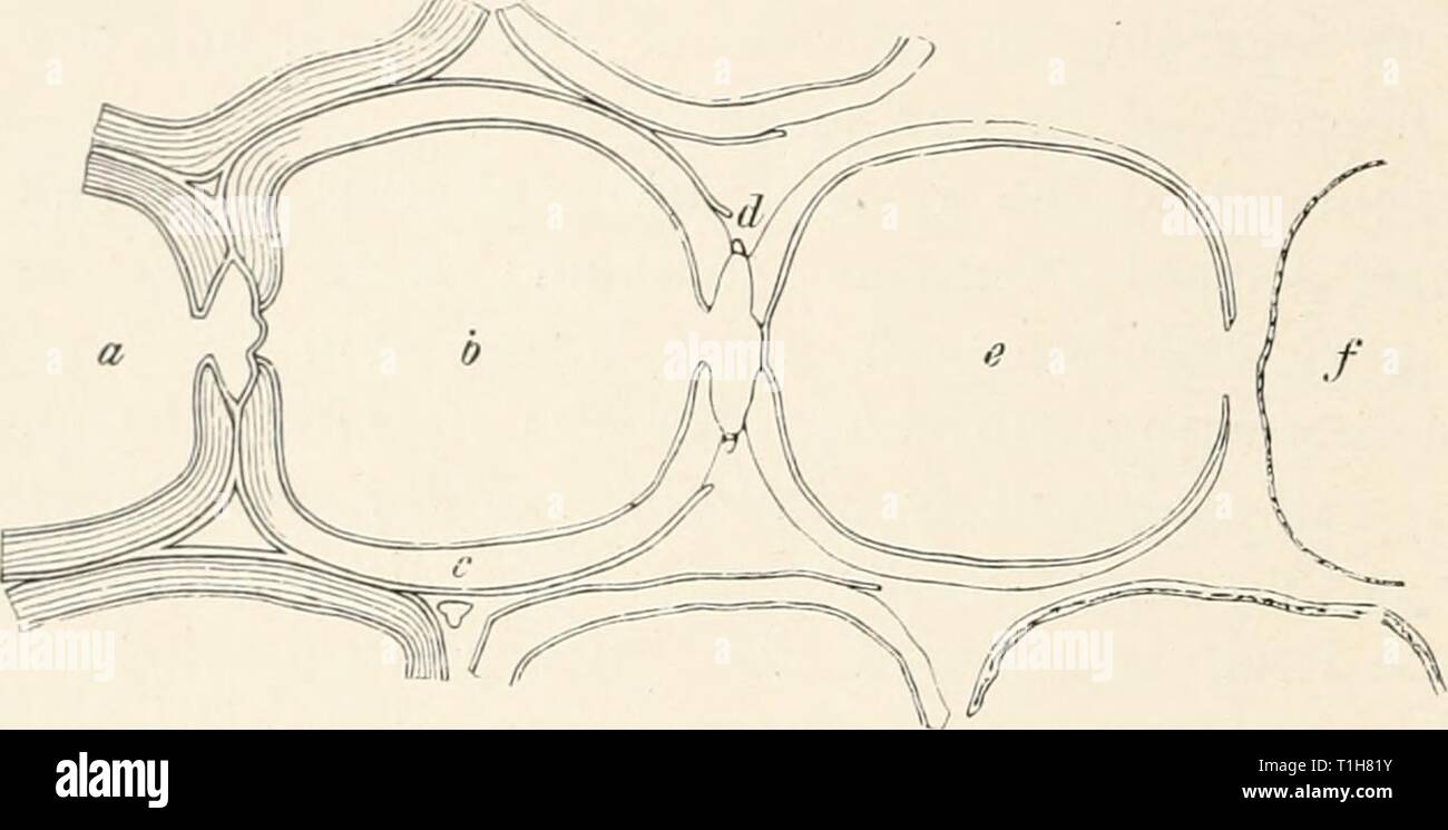 Lignified walls hi-res stock photography and images - Alamy