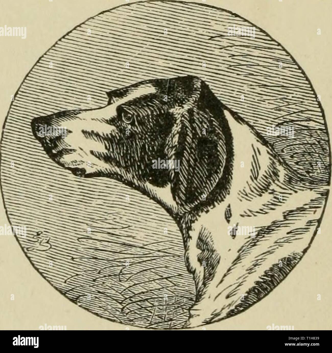 Creep engraving hi-res stock photography and images - Alamy