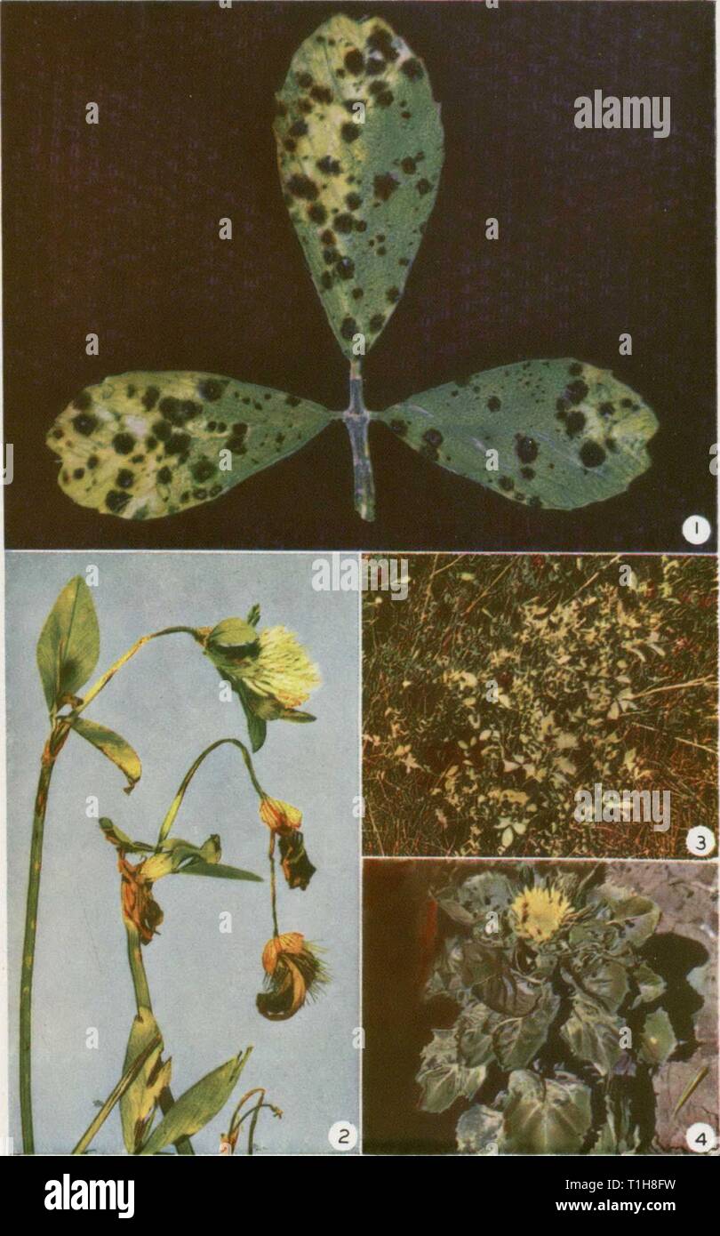 Diseases of field crops in Diseases of field crops in the Prairie ...