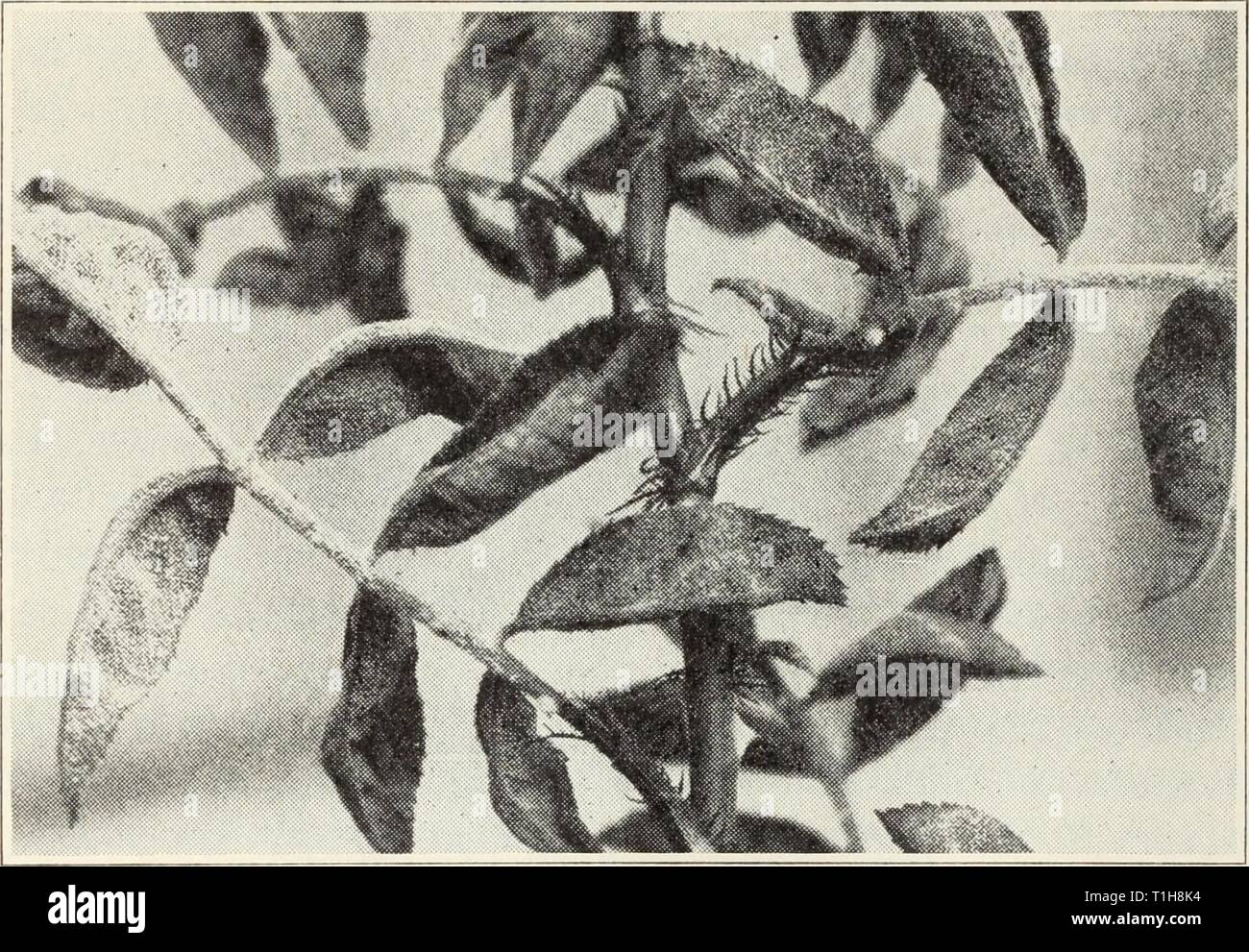 Brown root rot disease hi-res stock photography and images - Alamy