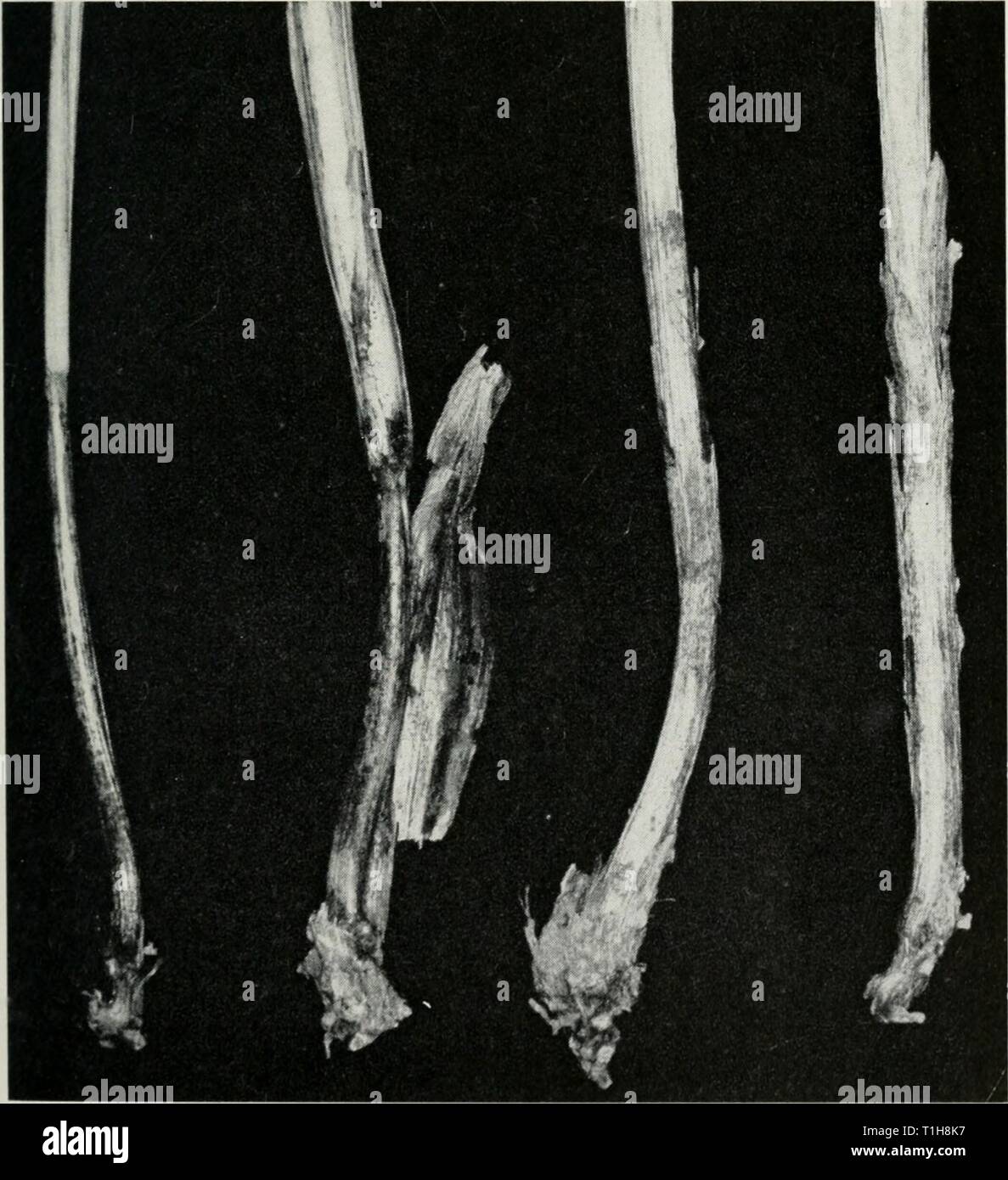 Dark hyphae hi-res stock photography and images - Alamy
