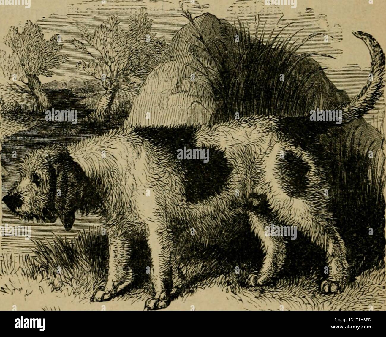 The dog its varieties The dog : its varieties and management in health ...