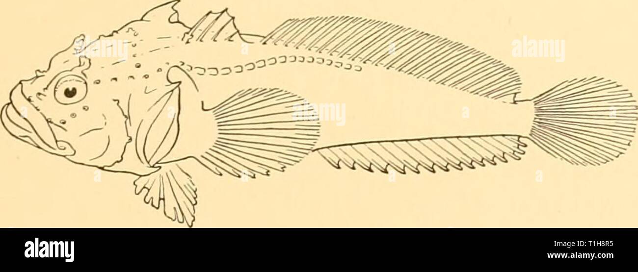 Harpagifer hi-res stock photography and images - Alamy