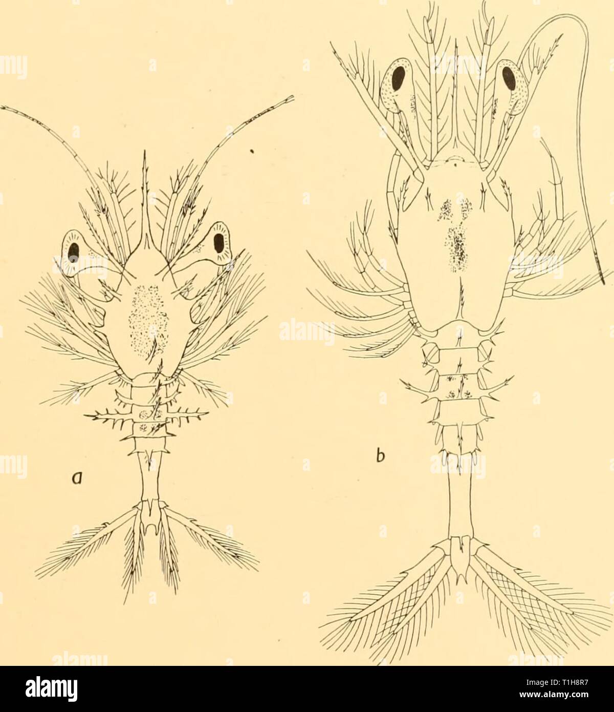 Discovery reports (1941) Discovery reports discoveryreports20inst Year ...