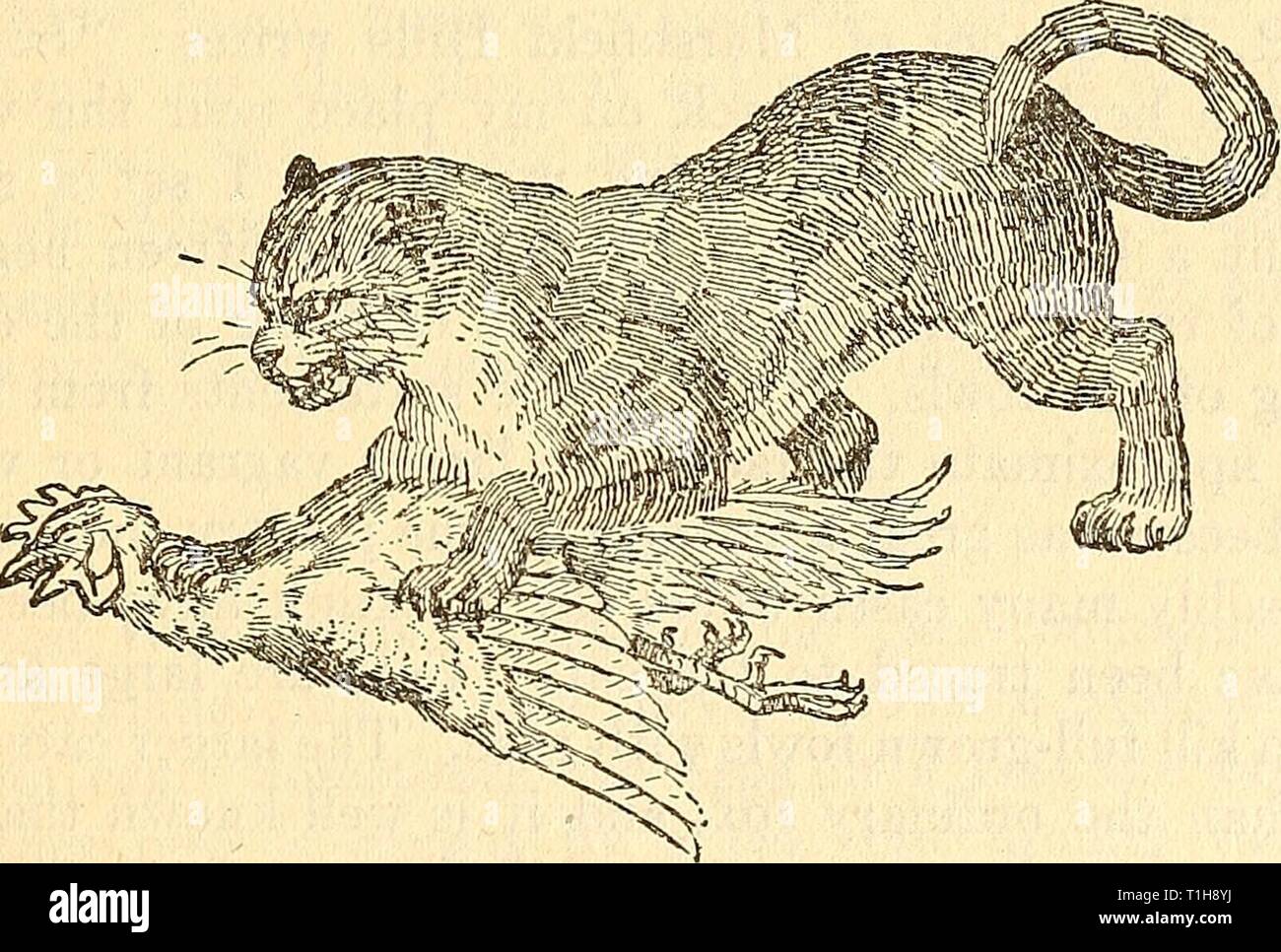 Cat attacking bird hi-res stock photography and images - Alamy