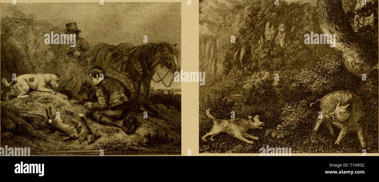 The dog book a Stock Photo - Alamy