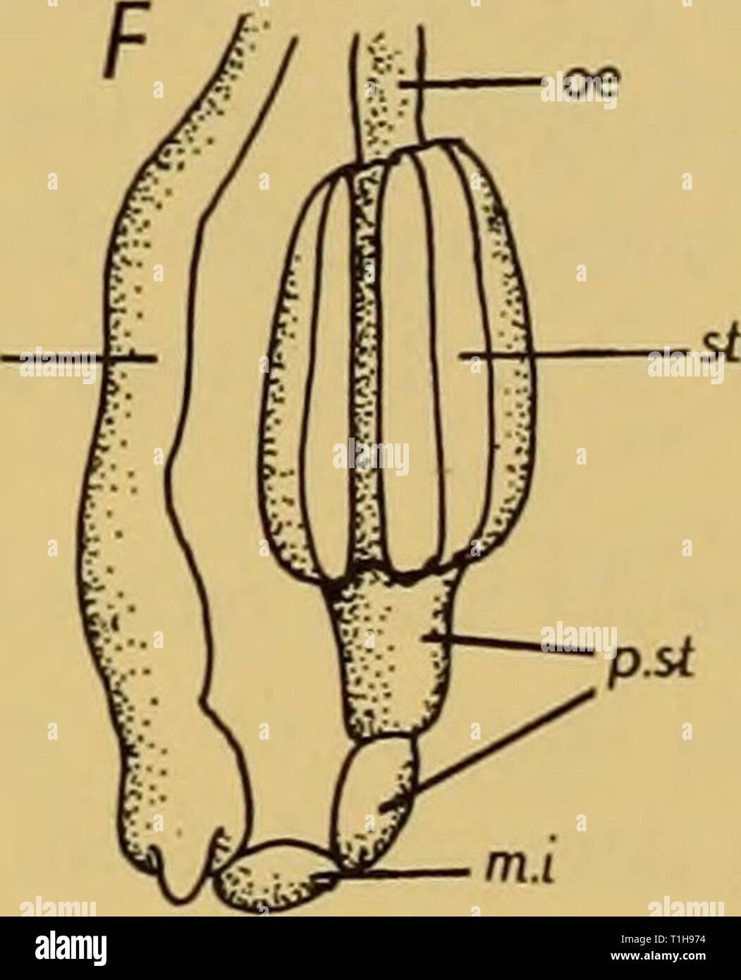 Discovery reports (1962) Discovery reports discoveryreports30inst Year ...