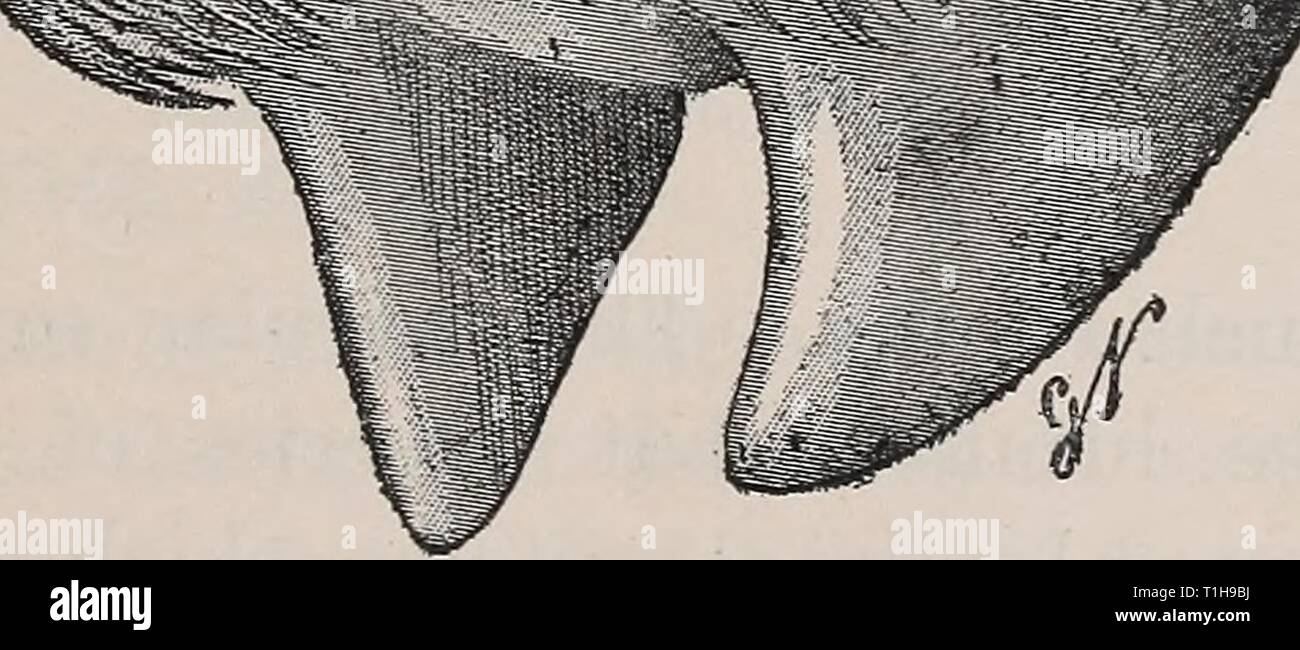 Diseases of cattle, sheep, goats Diseases of cattle, sheep, goats and ...