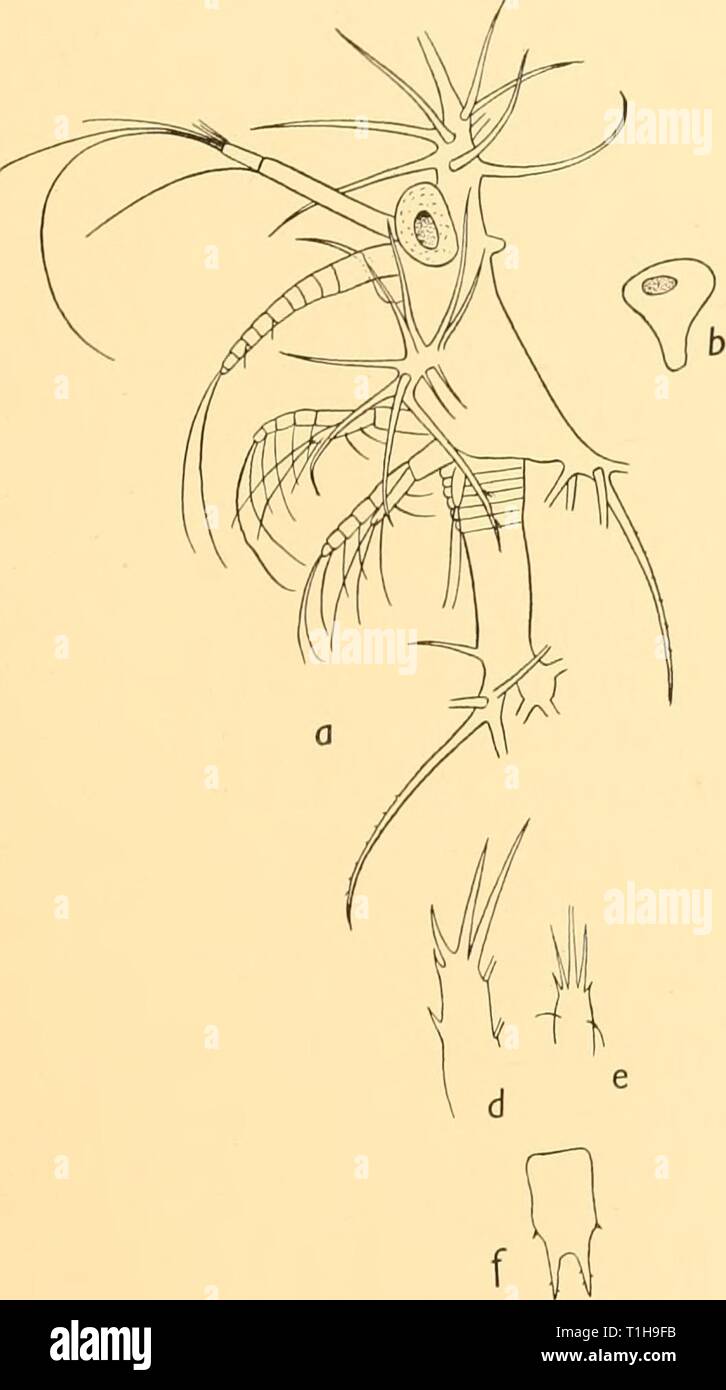 Discovery reports (1941) Discovery reports discoveryreports20inst Year ...
