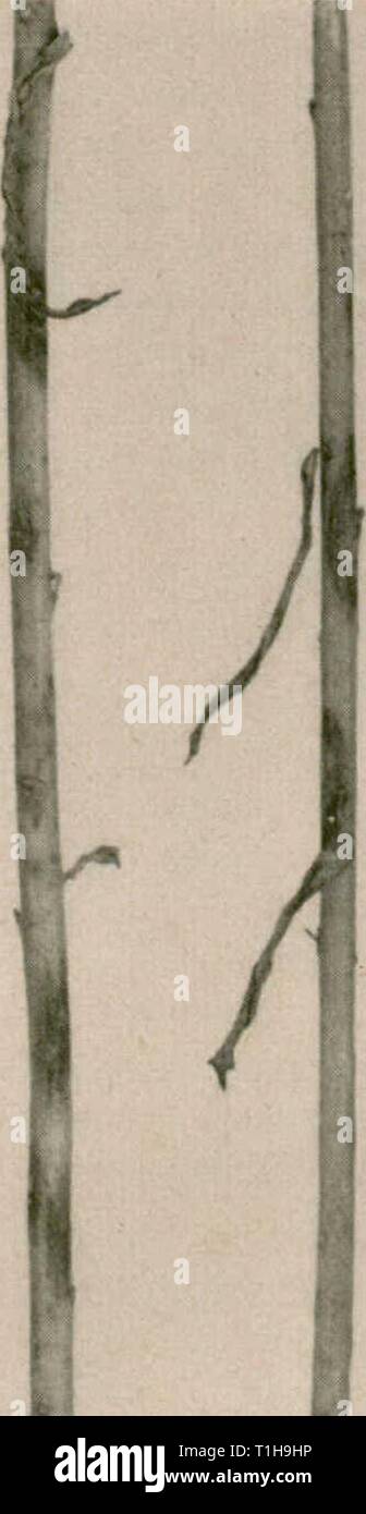 Diseases of field crops in Diseases of field crops in the Prairie ...