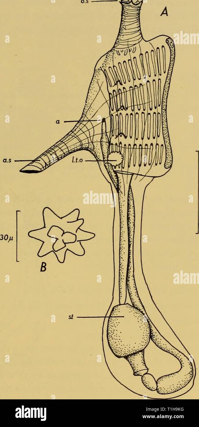 Discovery reports (1962) Discovery reports discoveryreports30inst Year ...