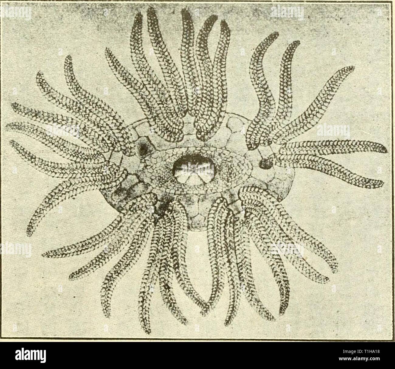 Dobutsugaku zasshi (1912 Stock Photo - Alamy