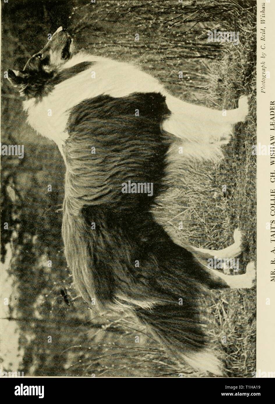 Dogs and all about them Dogs and all about them dogsallaboutthem00leig ...