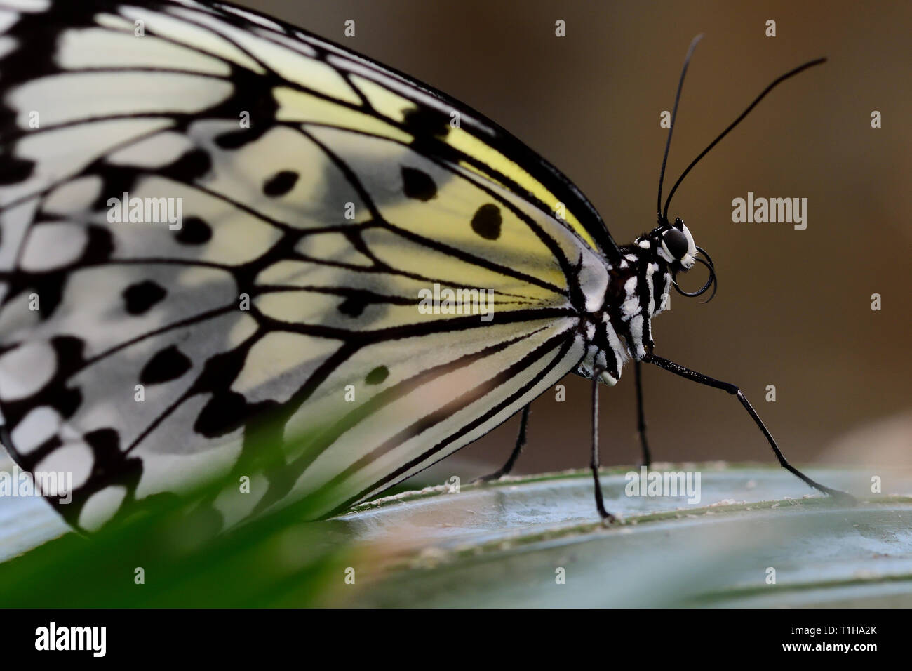 Close up of a malabar tree nymph (idea malabarica) on a leaf Stock ...