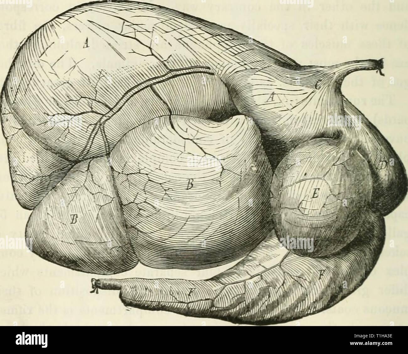Sheep abdomen hi-res stock photography and images - Alamy