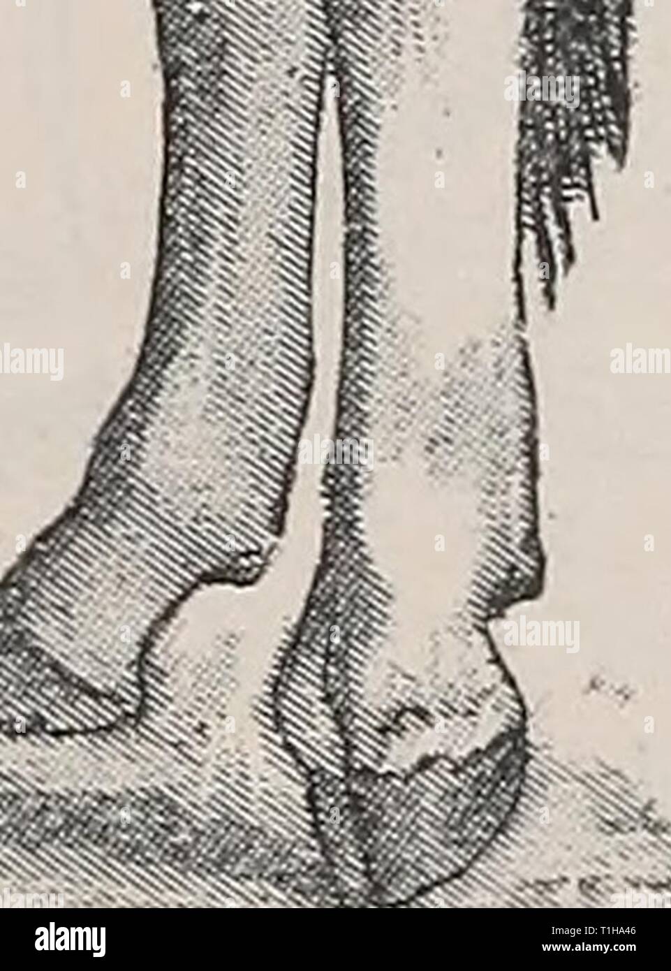 Diseases of cattle, sheep, goats Diseases of cattle, sheep, goats and ...