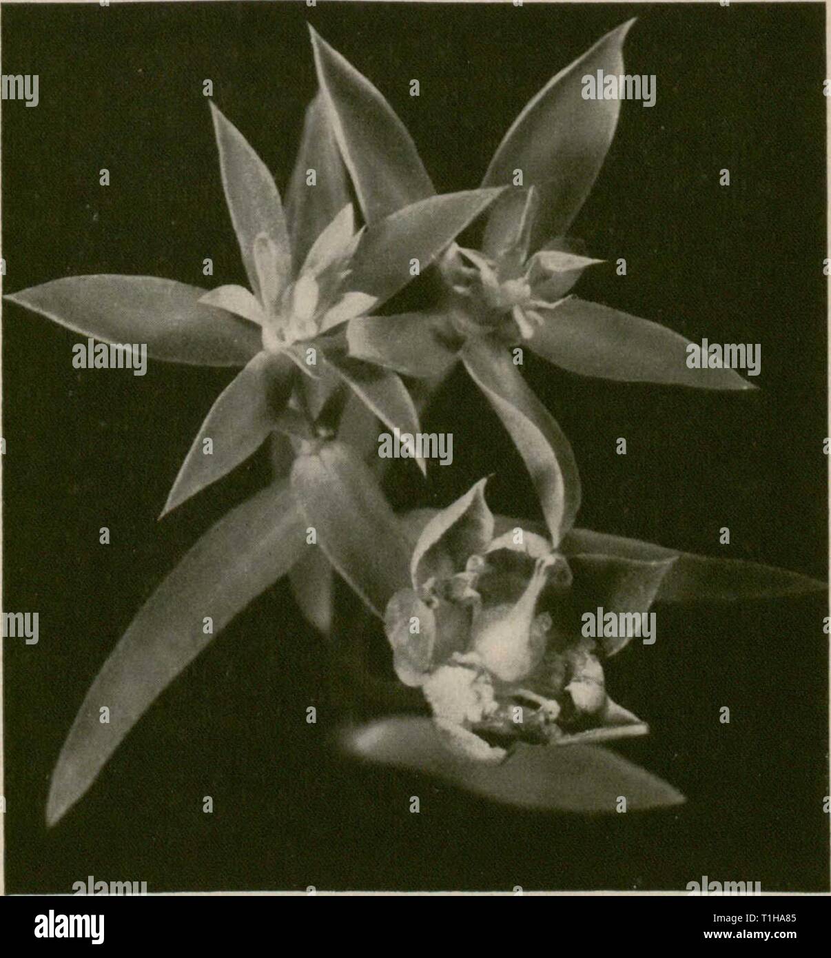 Diseases of field crops in Diseases of field crops in the Prairie ...