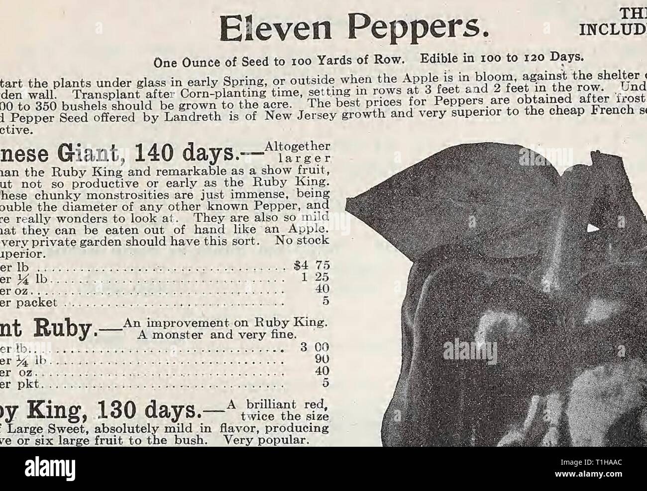 Landreth seed hi-res stock photography and images - Alamy