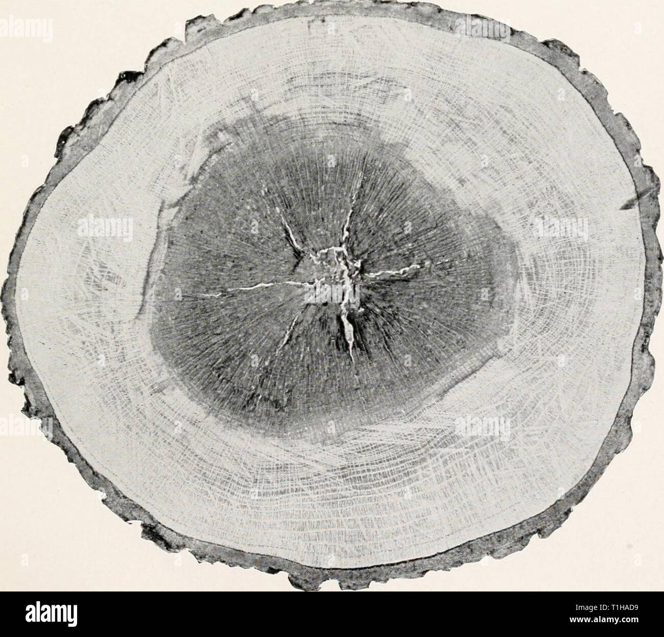 Polyporus Cross Section