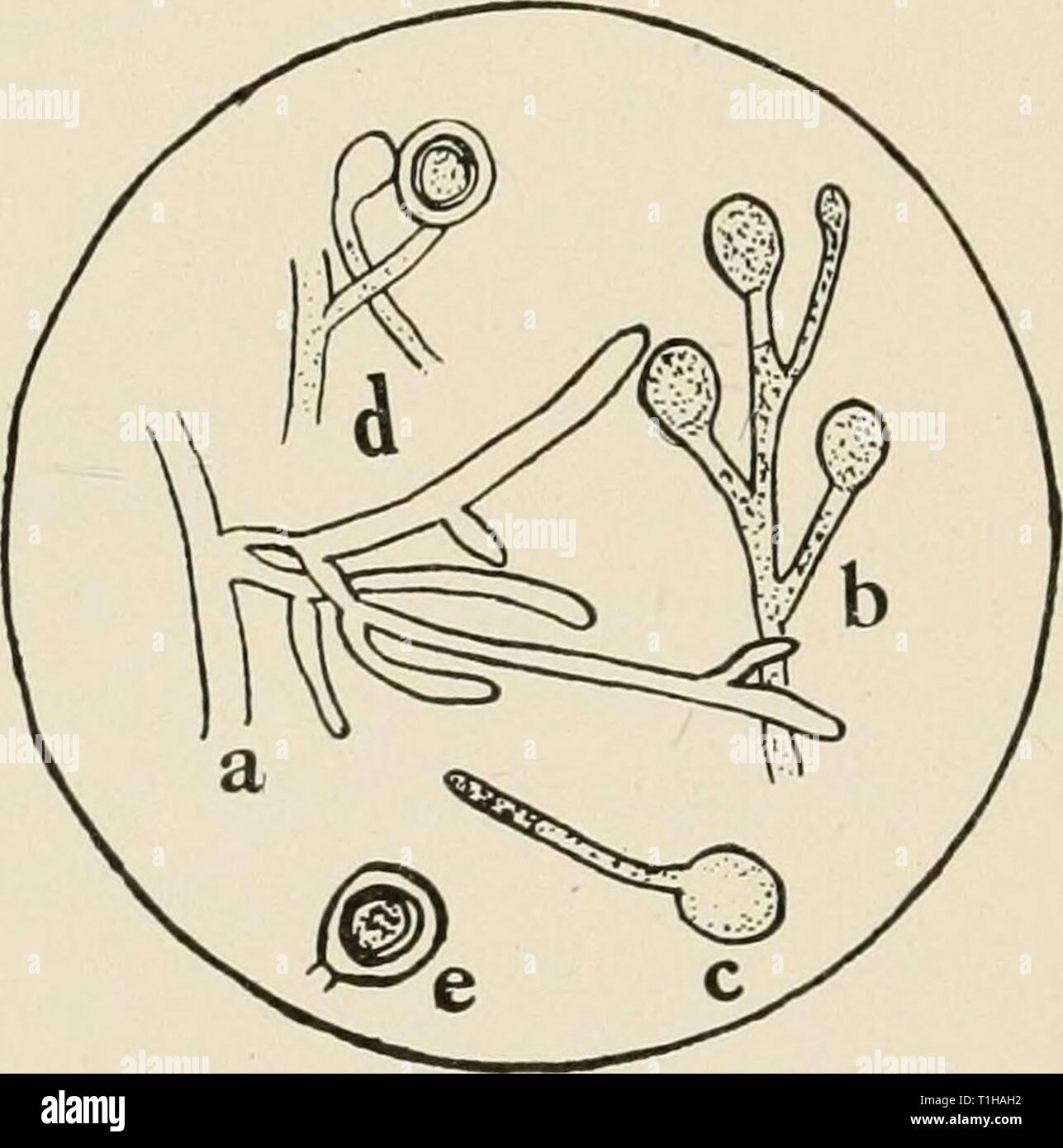 Antheridium hi-res stock photography and images - Alamy