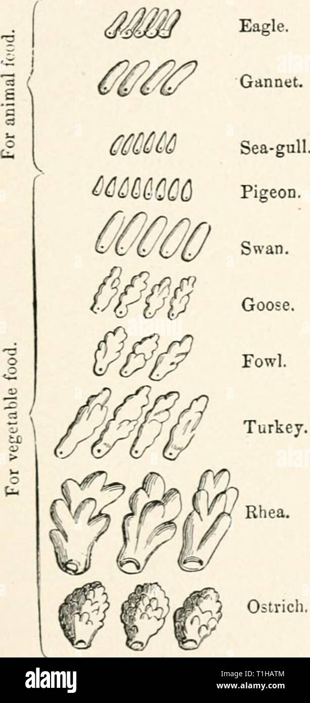 Ventriculus hi-res stock photography and images - Alamy