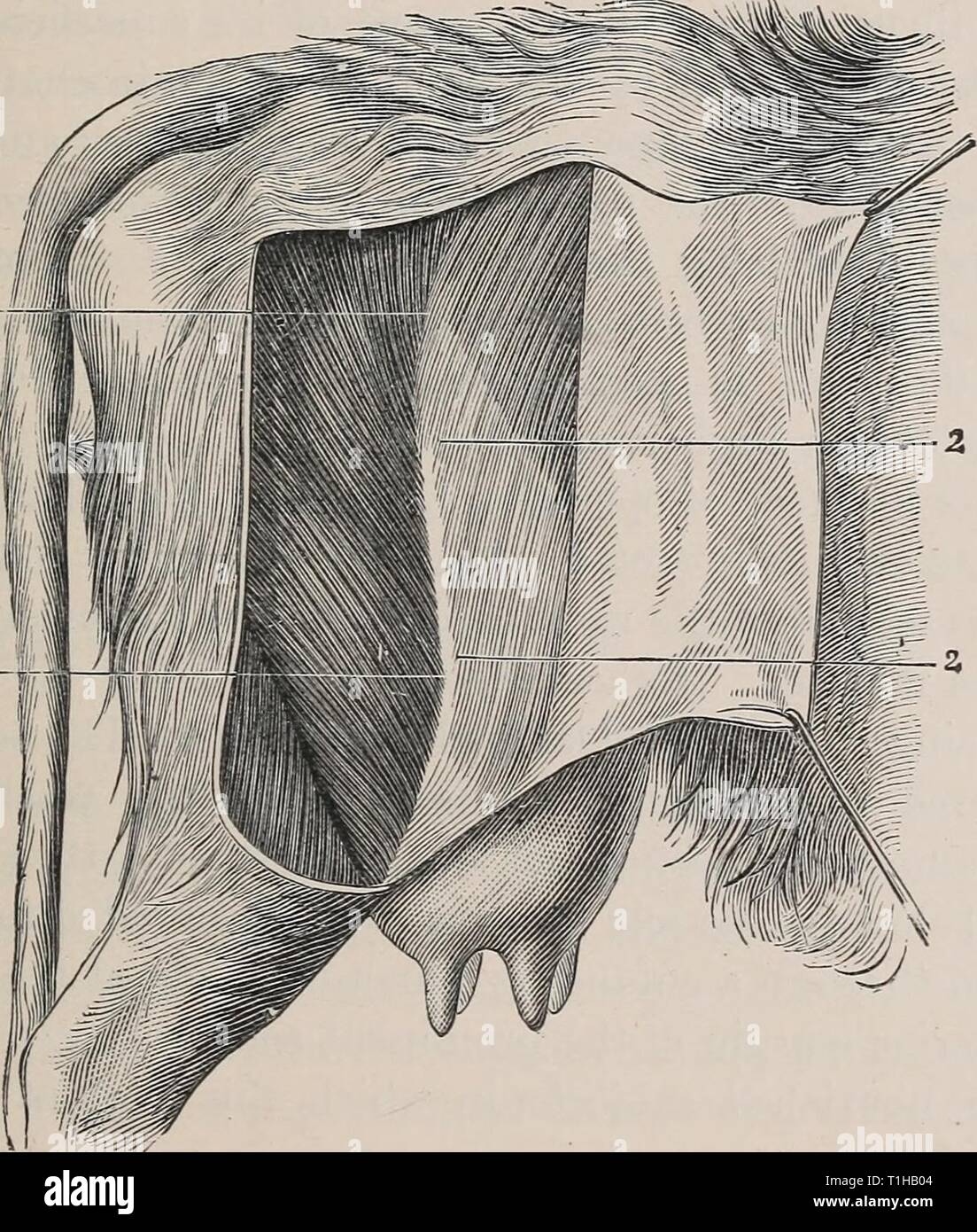 Anterior tibial muscle hi-res stock photography and images - Alamy