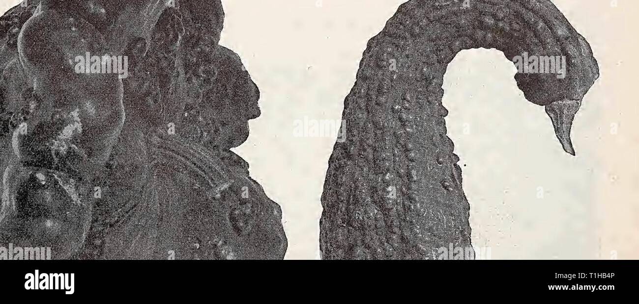 D Landreth Seed Company Stock Photo - Alamy