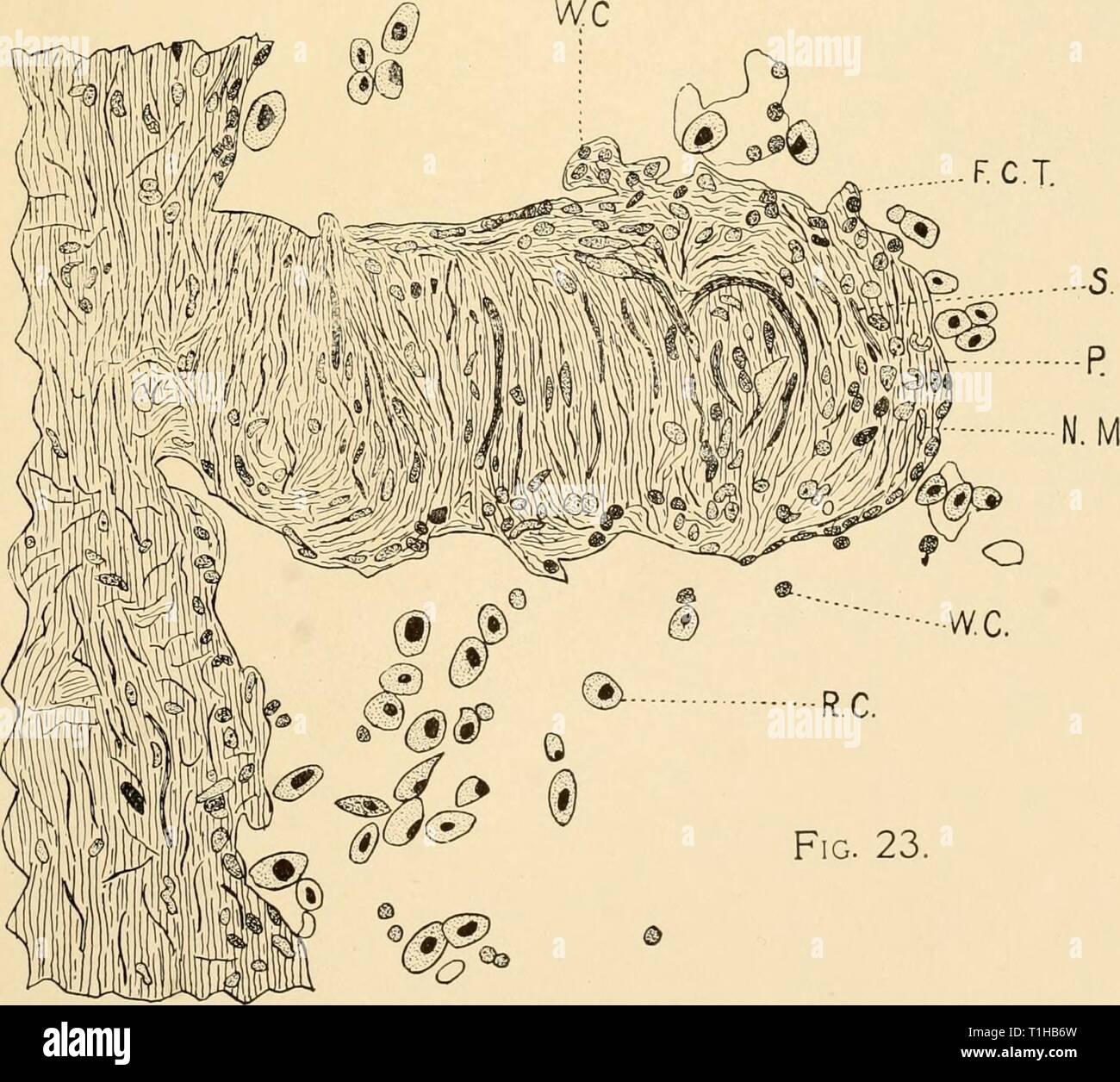 Distribution of the subcutaneous vessels Stock Photo - Alamy