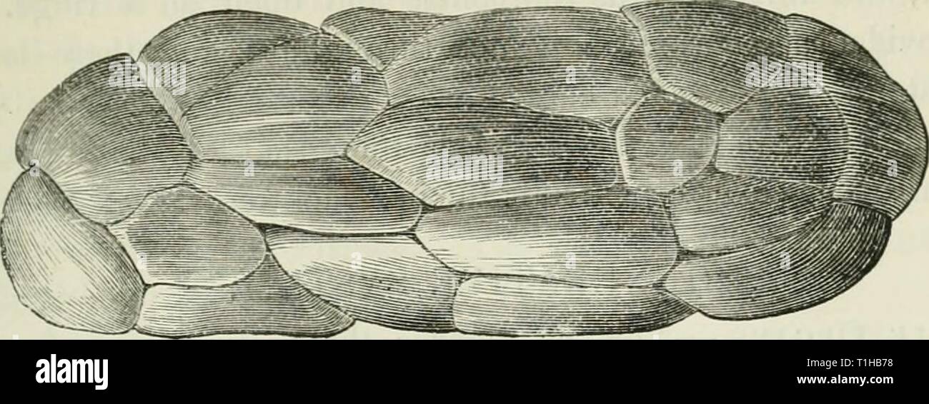 The diseases and disorders of The diseases and disorders of the ox ...