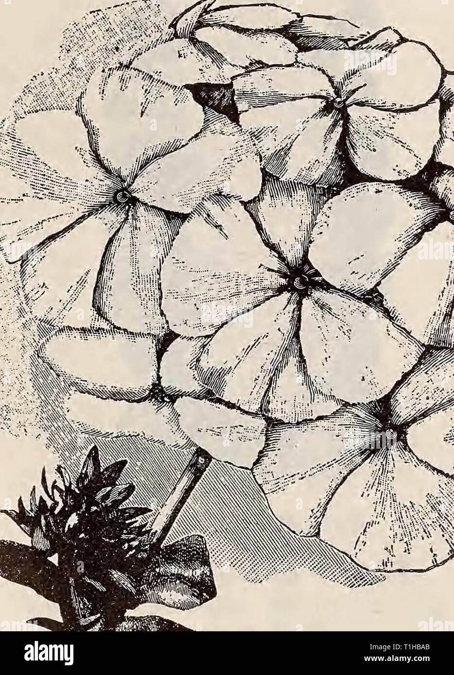 D Landreth Seed Company Stock Photo - Alamy