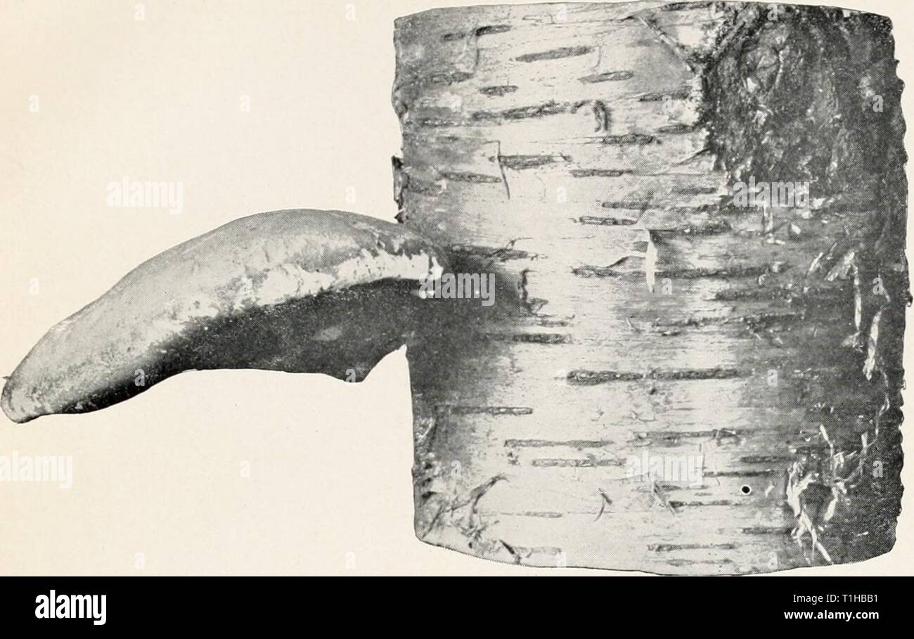 Diseases of deciduous forest trees Diseases of deciduous forest trees ...