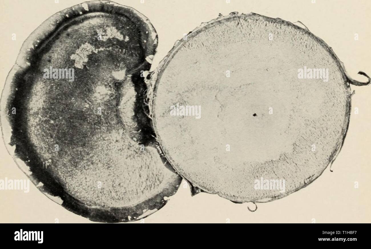 Diseases of deciduous forest trees Diseases of deciduous forest trees ...