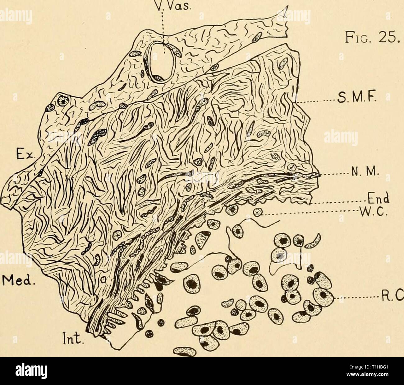 Distribution of the subcutaneous vessels Distribution of the ...