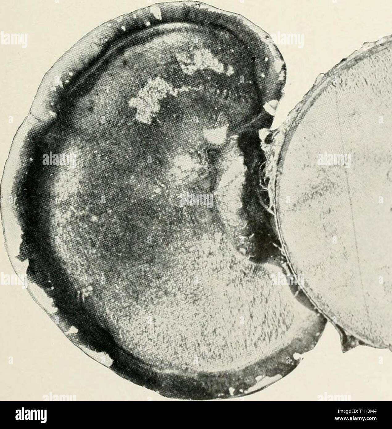Diseases of deciduous forest trees Diseases of deciduous forest trees ...