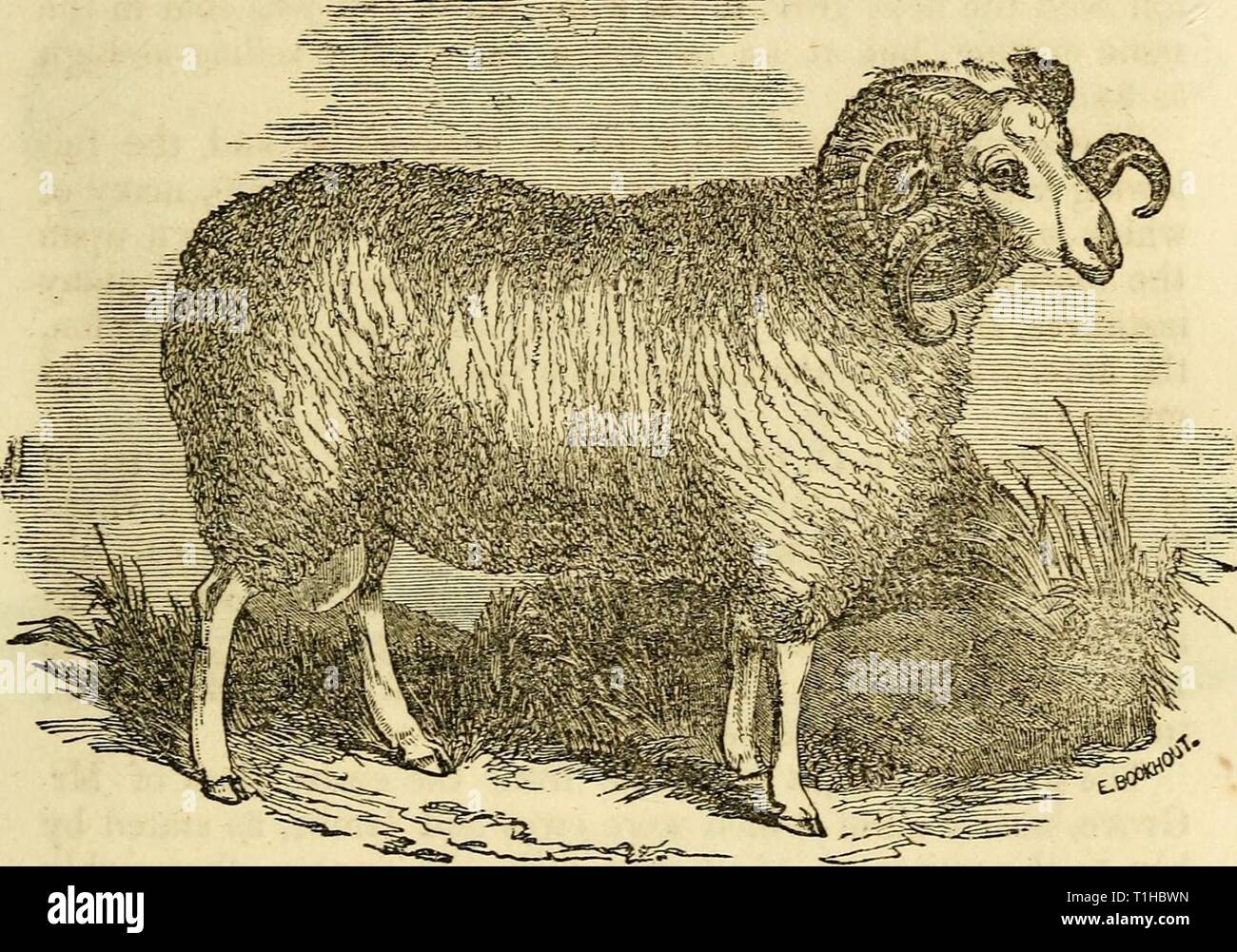 Domestic animals history and Stock Photo - Alamy