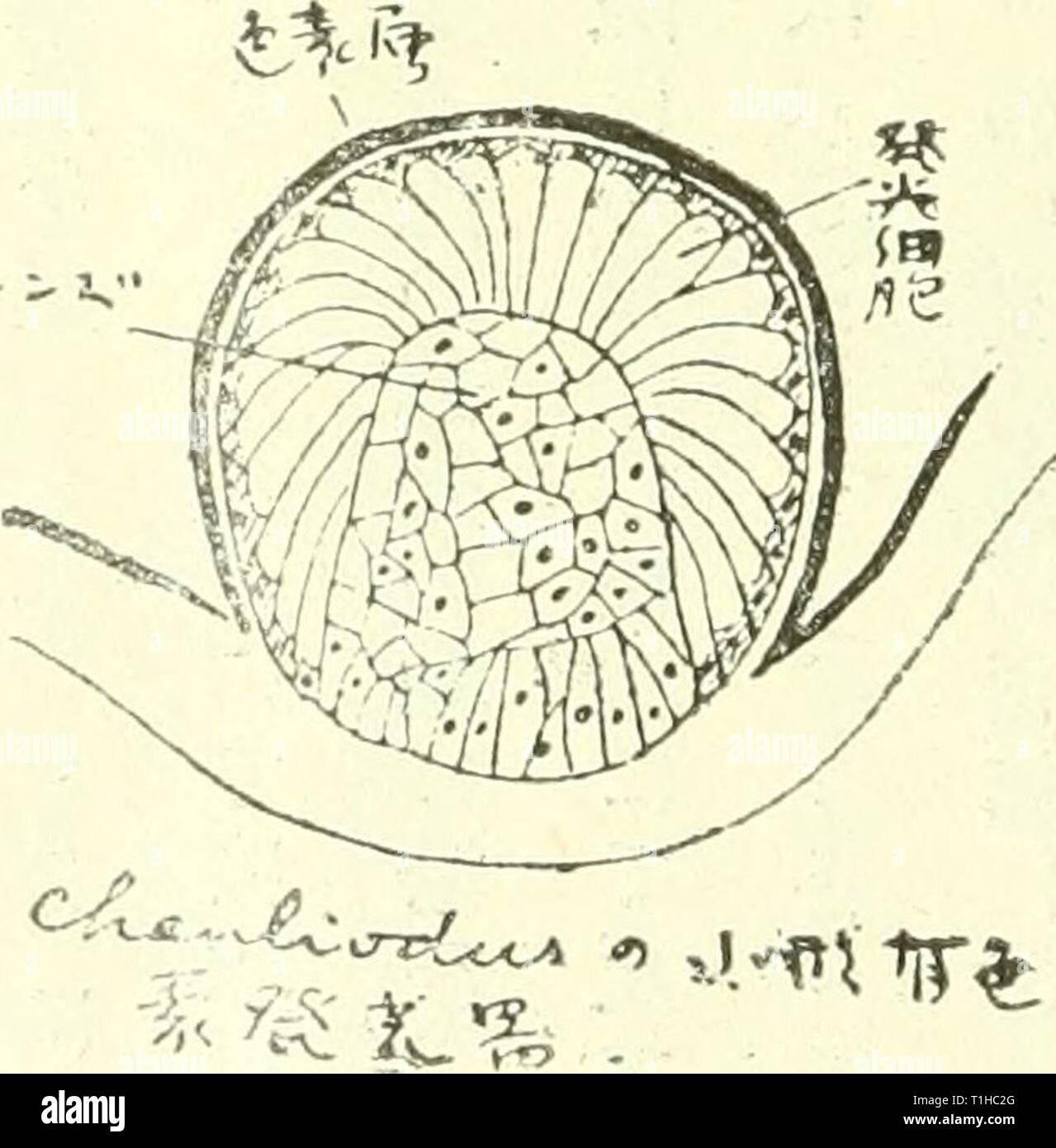 Dobutsugaku zasshi (1908 Stock Photo - Alamy