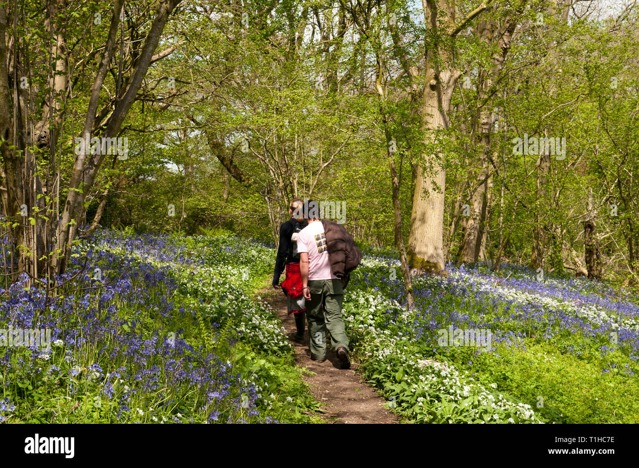 Rear view of ramblers walking along a footpath in beautiful bluebell ...