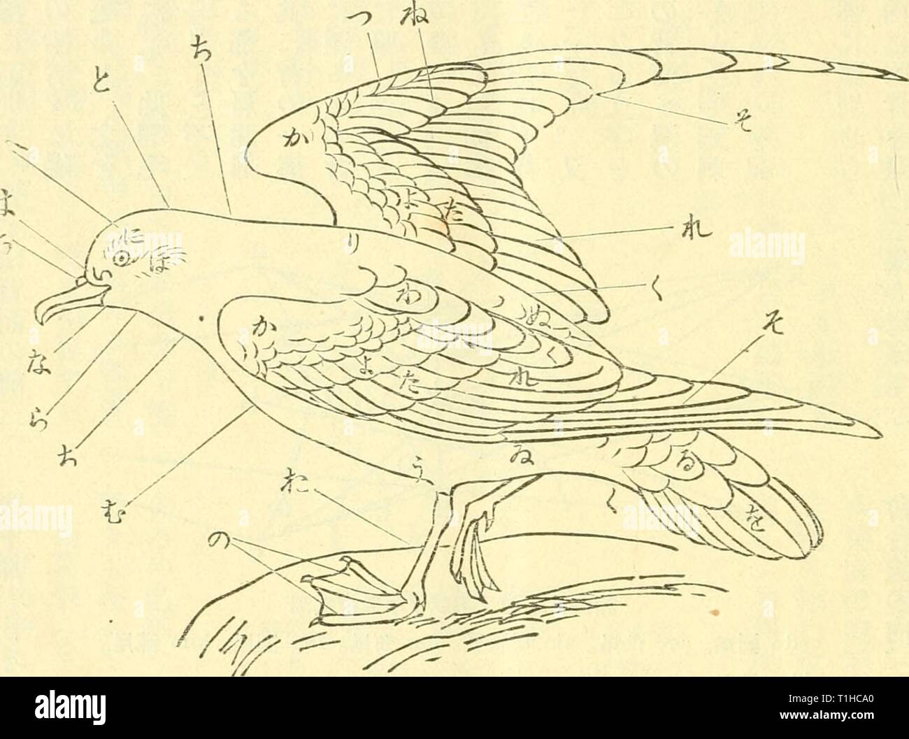 Dobutsugaku zasshi (1912 Stock Photo - Alamy
