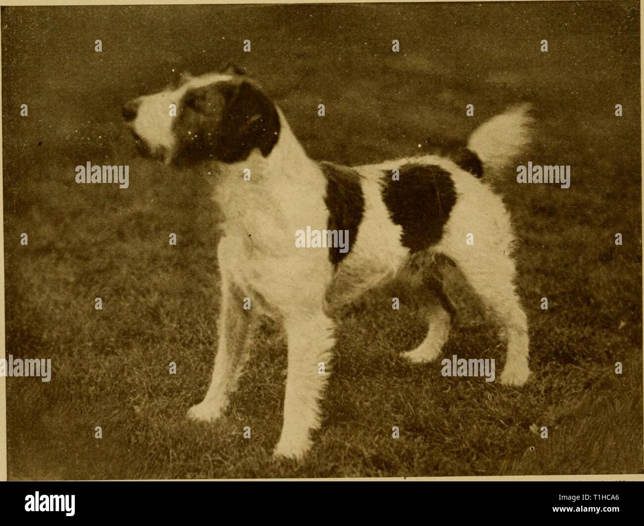 The dog book a Stock Photo - Alamy