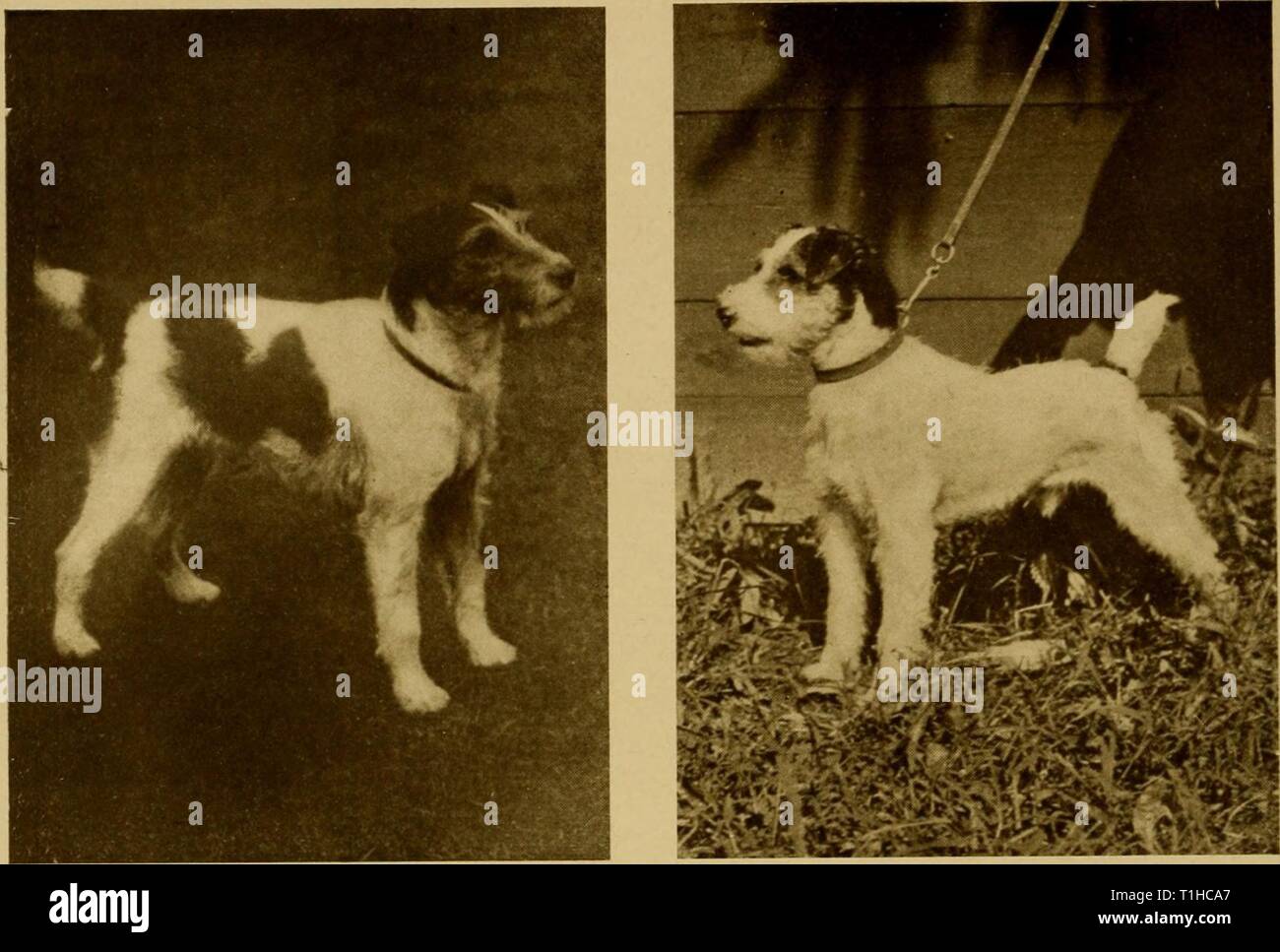 The dog book a Stock Photo - Alamy