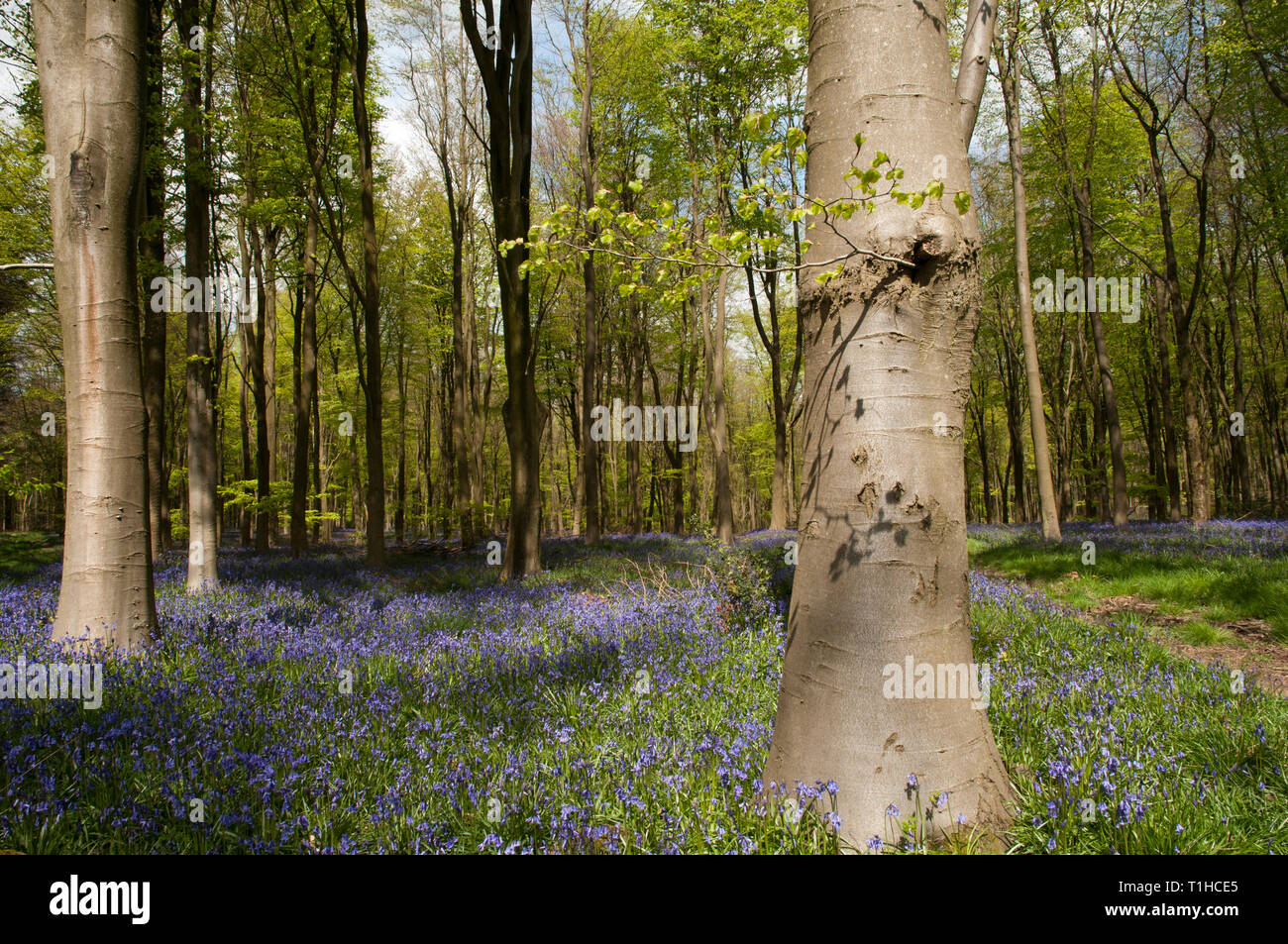 Stunning display of bluebells under a canopy of beech trees Stock Photo ...