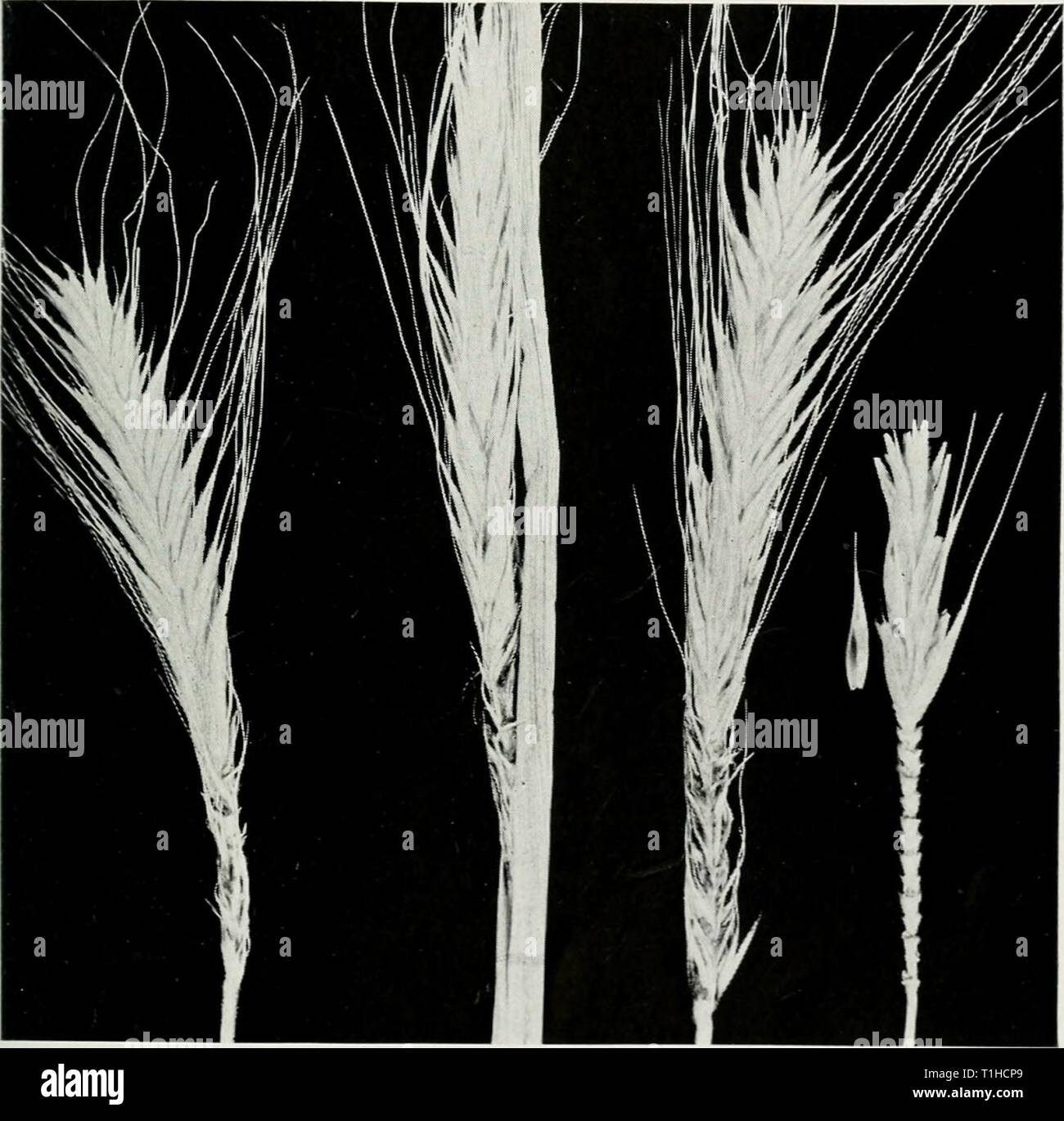 Diseases of small grain crops Stock Photo - Alamy