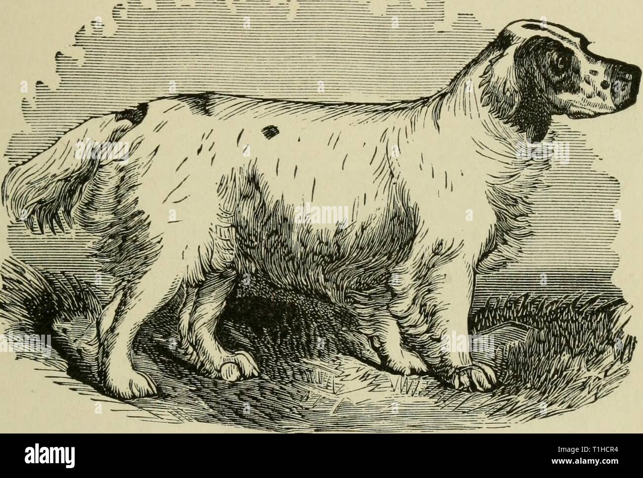 The dogs of Great Britain Stock Photo - Alamy