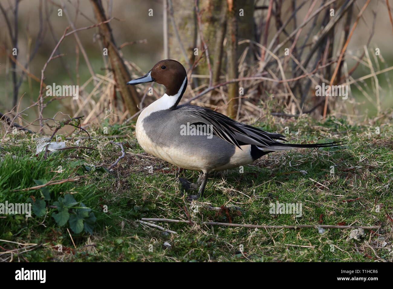Drake Northern Pintail on Priory Pond Stock Photo - Alamy