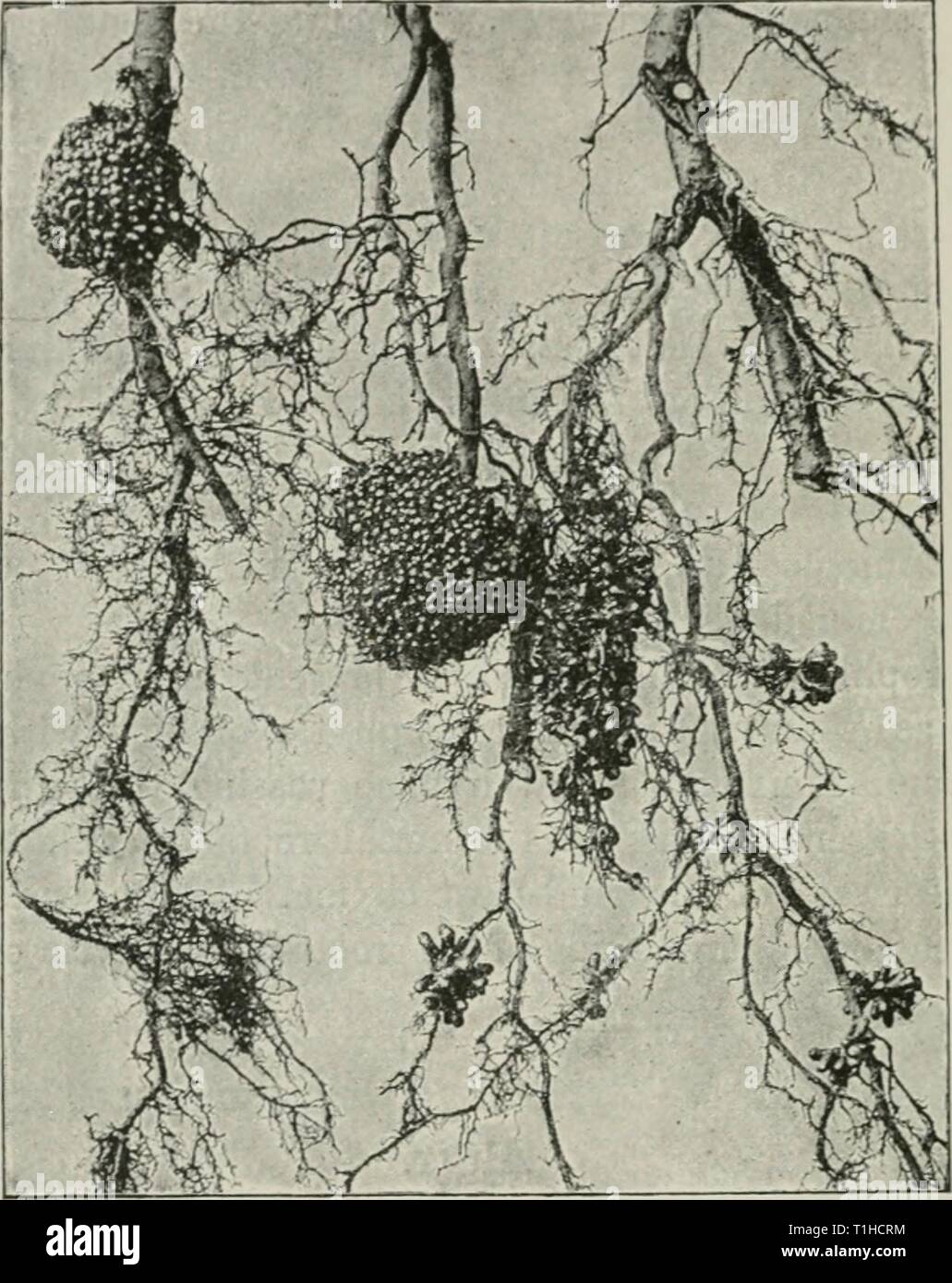Diseases of plants induced by Diseases of plants induced by cryptogamic ...